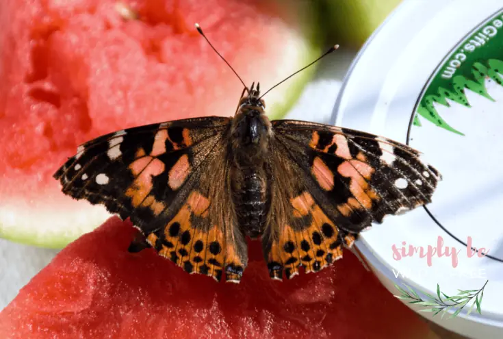 19 Butterfly Activities for Elementary Students