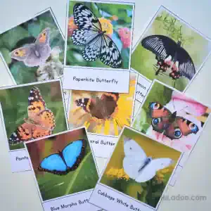 19 Butterfly Activities for Elementary Students