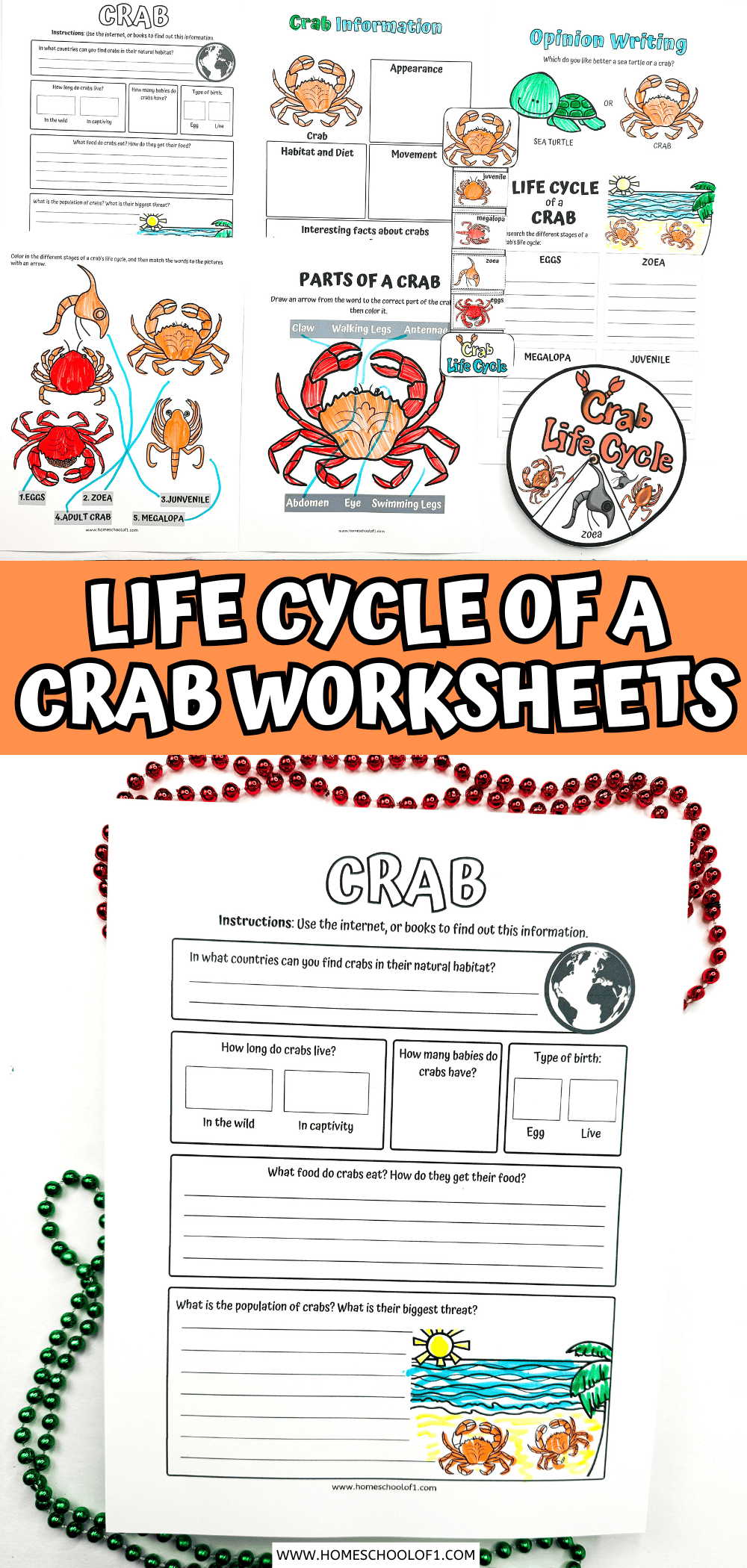 Free Crab Life Cycle Worksheets for Kids