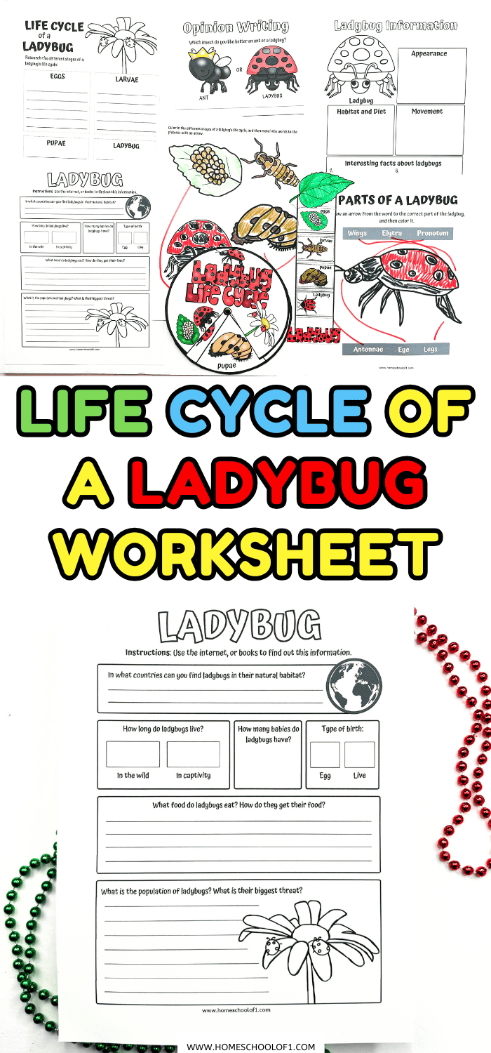 Free Ladybug Life Cycle Worksheet for Kids