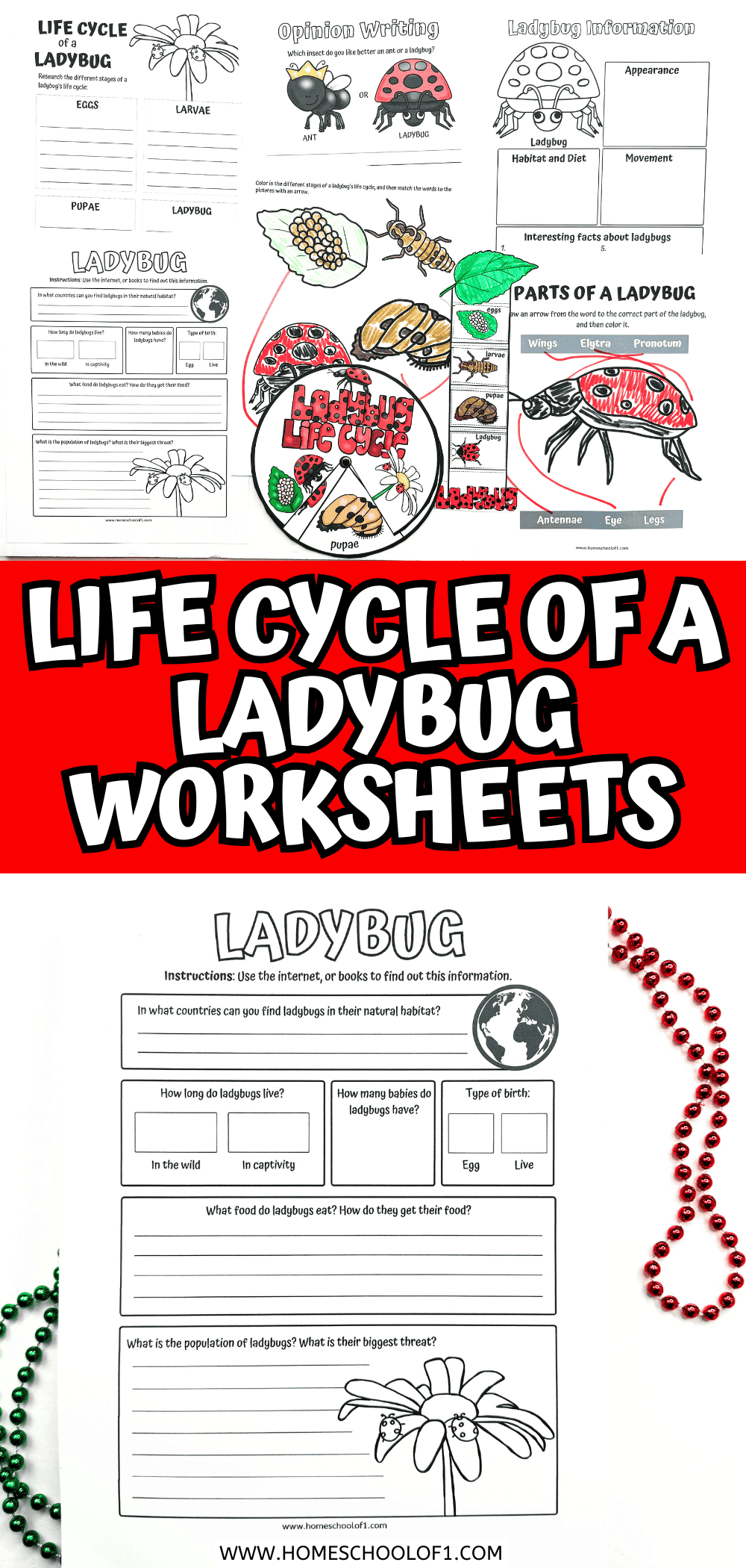 Free Ladybug Life Cycle Worksheet for Kids