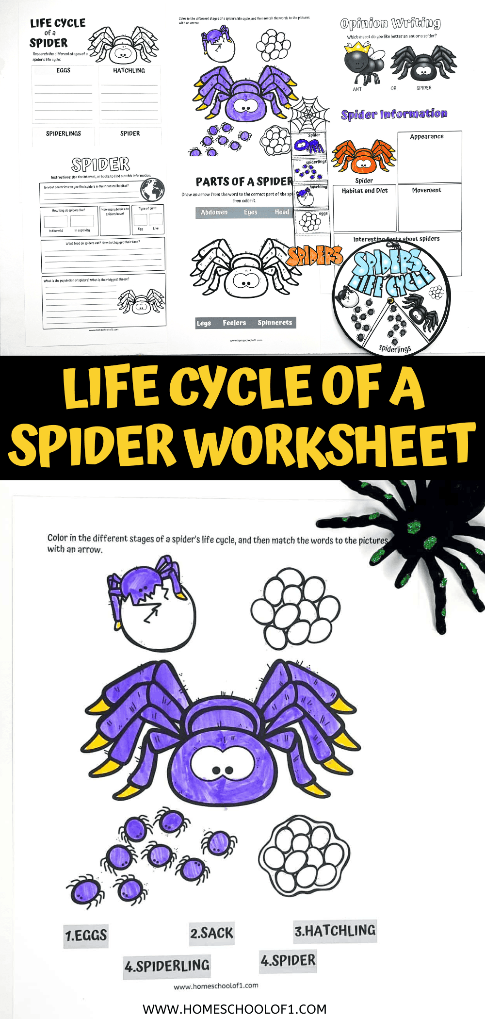 Spider Life Cycle for Kids (Diagram, Stages & Free Worksheet)