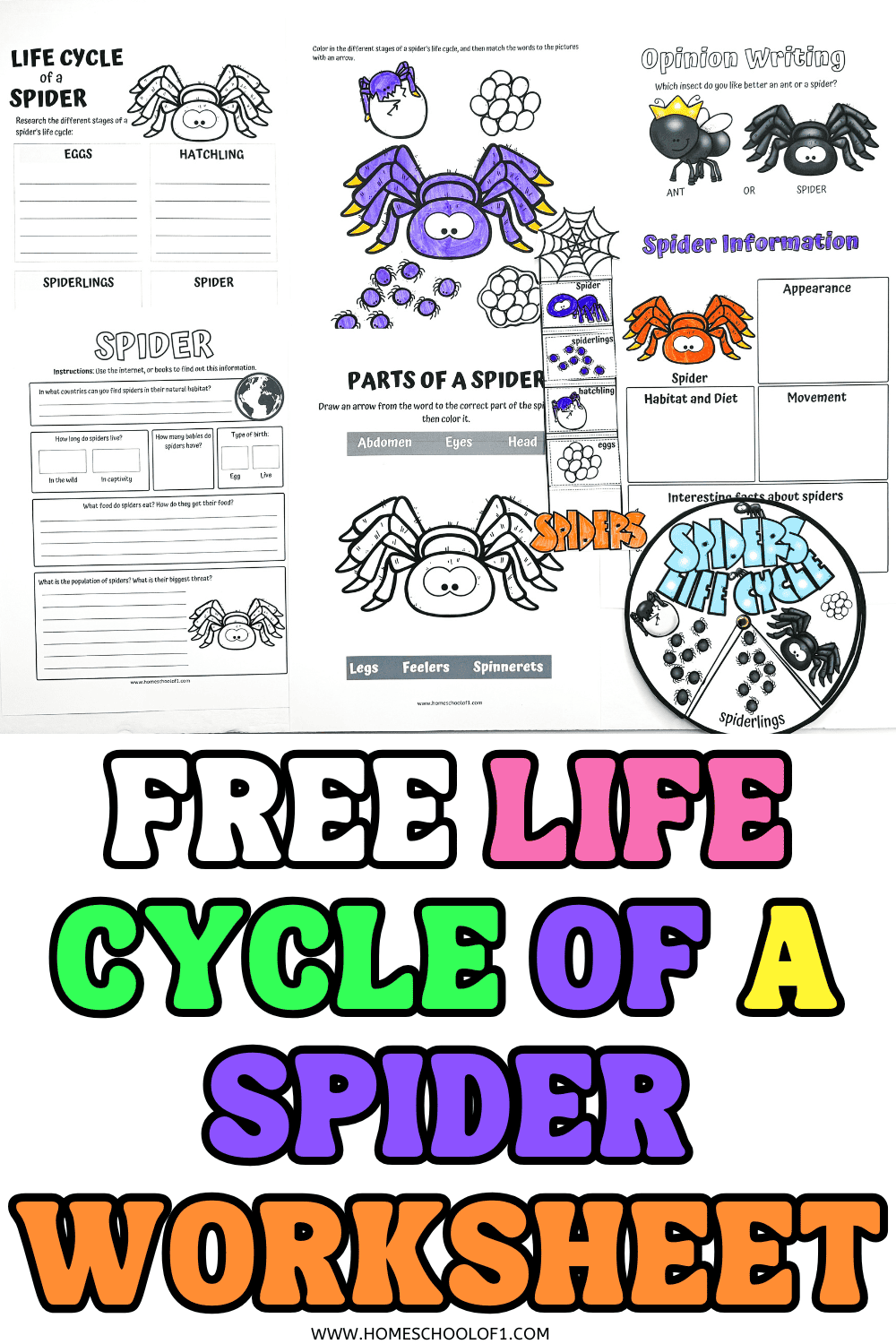 Free Spider Life Cycle Worksheet for Kids
