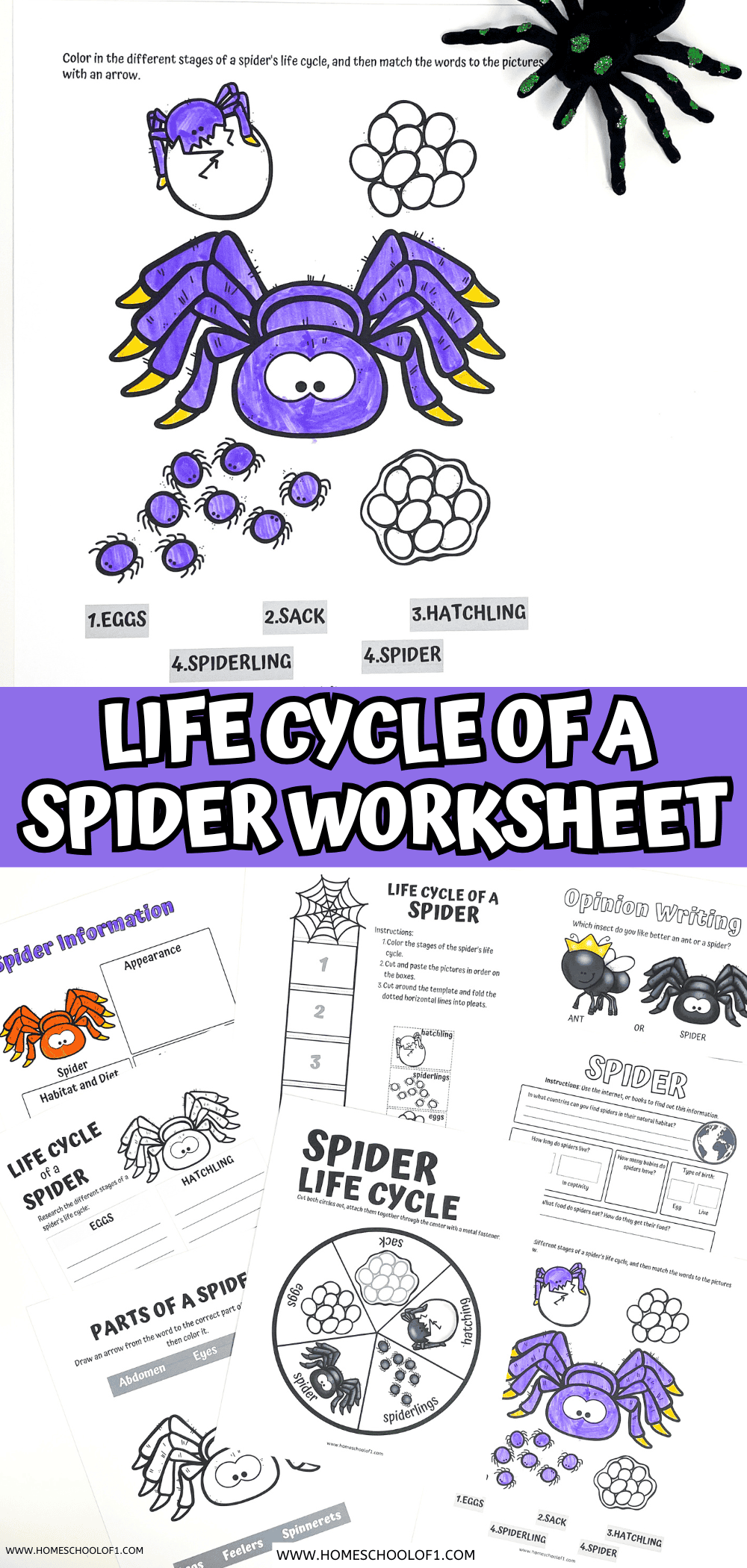 Free Spider Life Cycle Worksheet for Kids