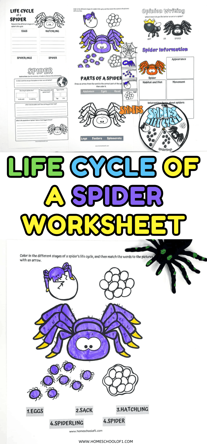 Spider Life Cycle Worksheet for Kids (Free Printable)