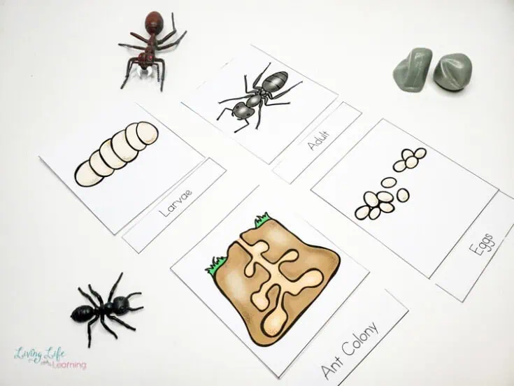 12 Free Ant Activities for Kindergarten