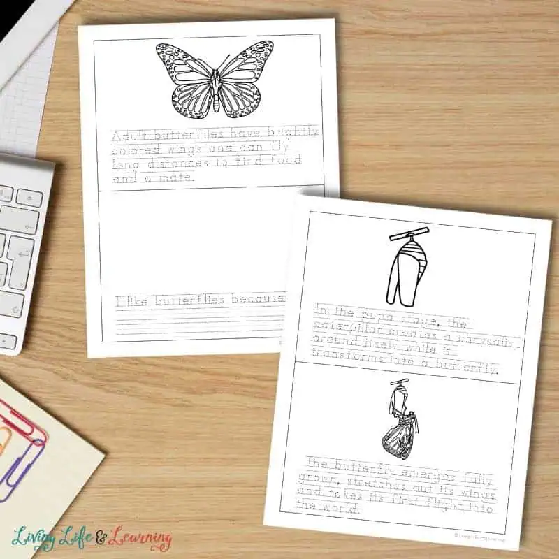 19 Butterfly Activities for Elementary Students