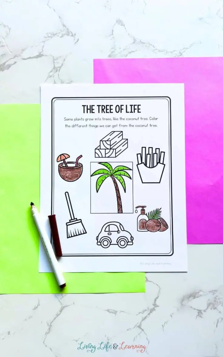 22 Free Plant Worksheets for Kids