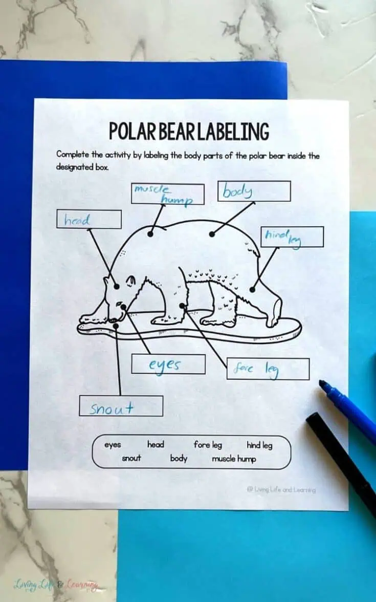 17 Free Polar Bear Activities For Arctic Fun