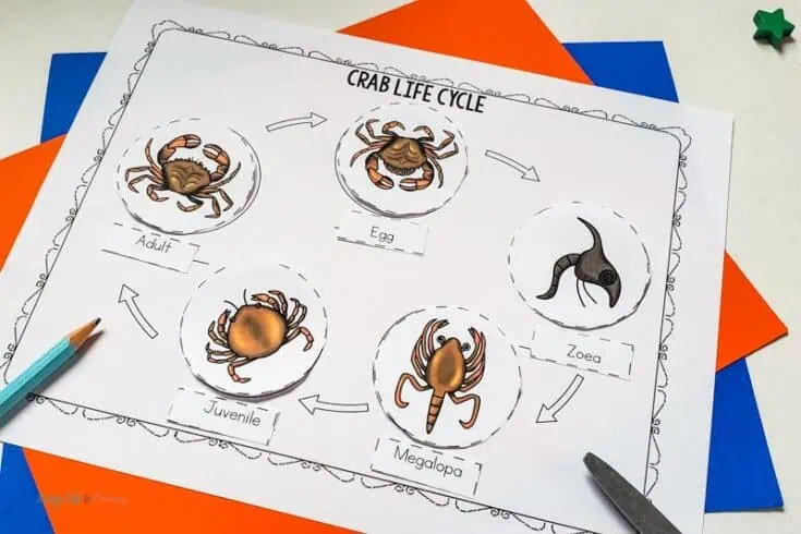 17 Crab Activities for Preschoolers