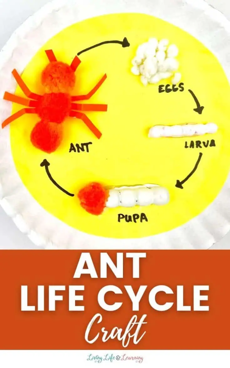 12 Free Ant Activities for Kindergarten