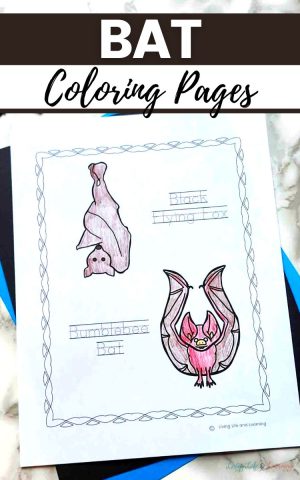 17 Free Printable Bat Worksheets For Kids