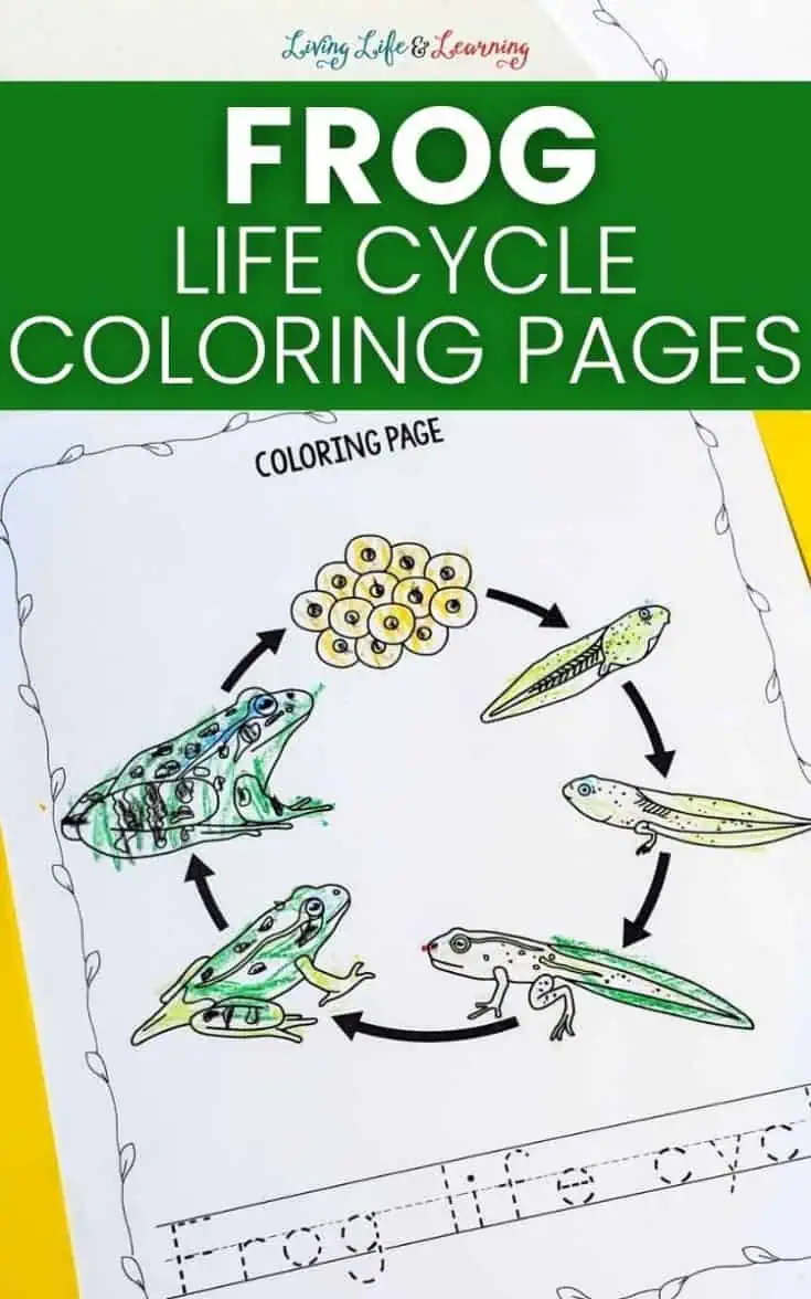 11 Fun Life Cycle of a Frog Activities