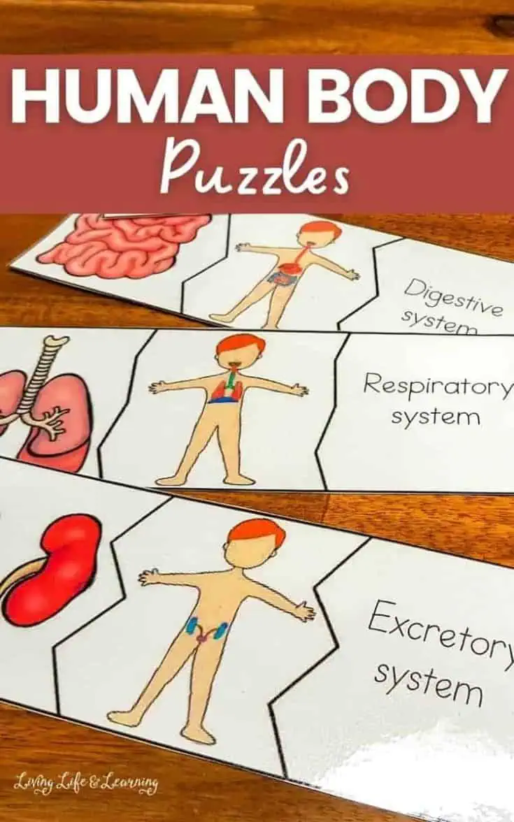 Free Printable Anatomy Worksheets
