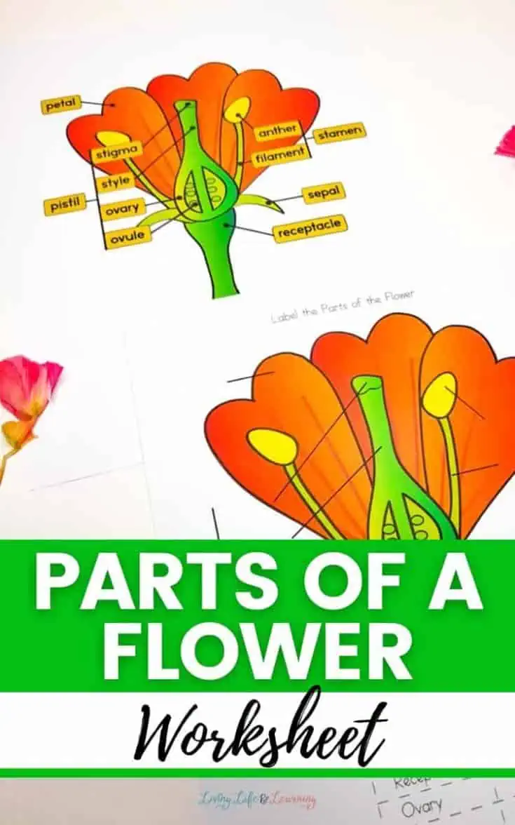 22 Free Plant Worksheets for Kids