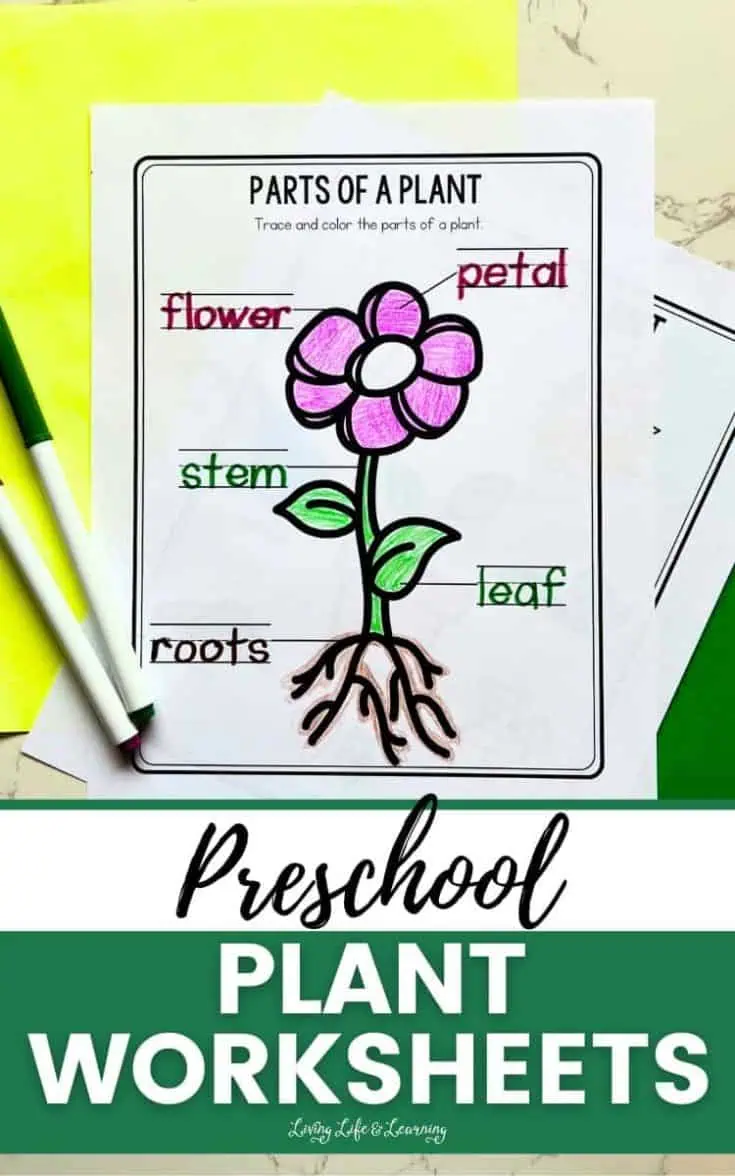 22 Free Plant Worksheets for Kids