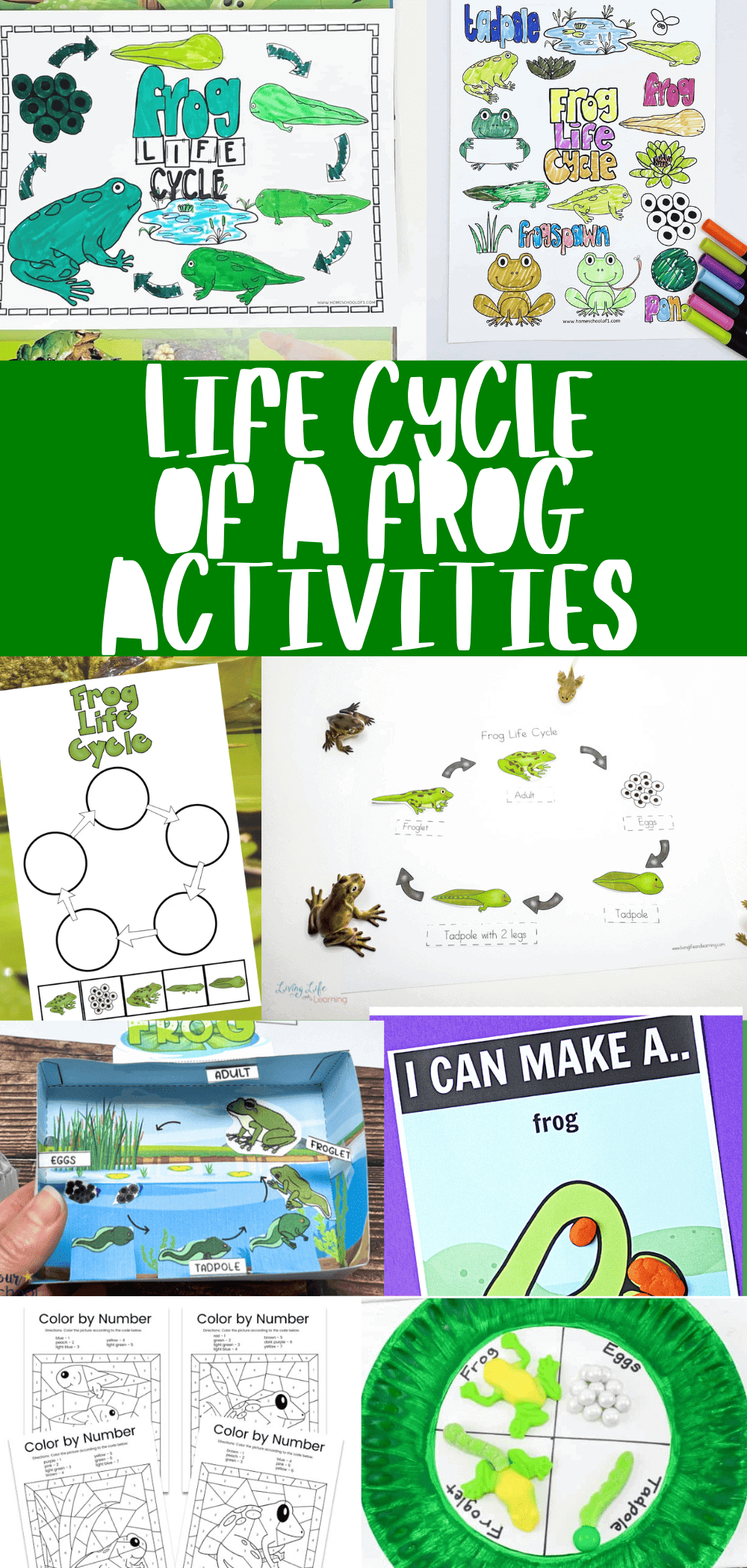 Engaging Life Cycle of a Frog Activities for Kids