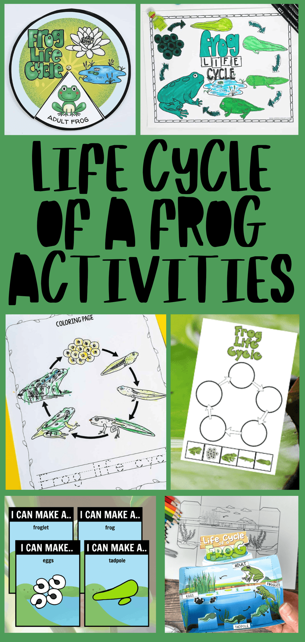 Engaging Life Cycle of a Frog Activities for Kids