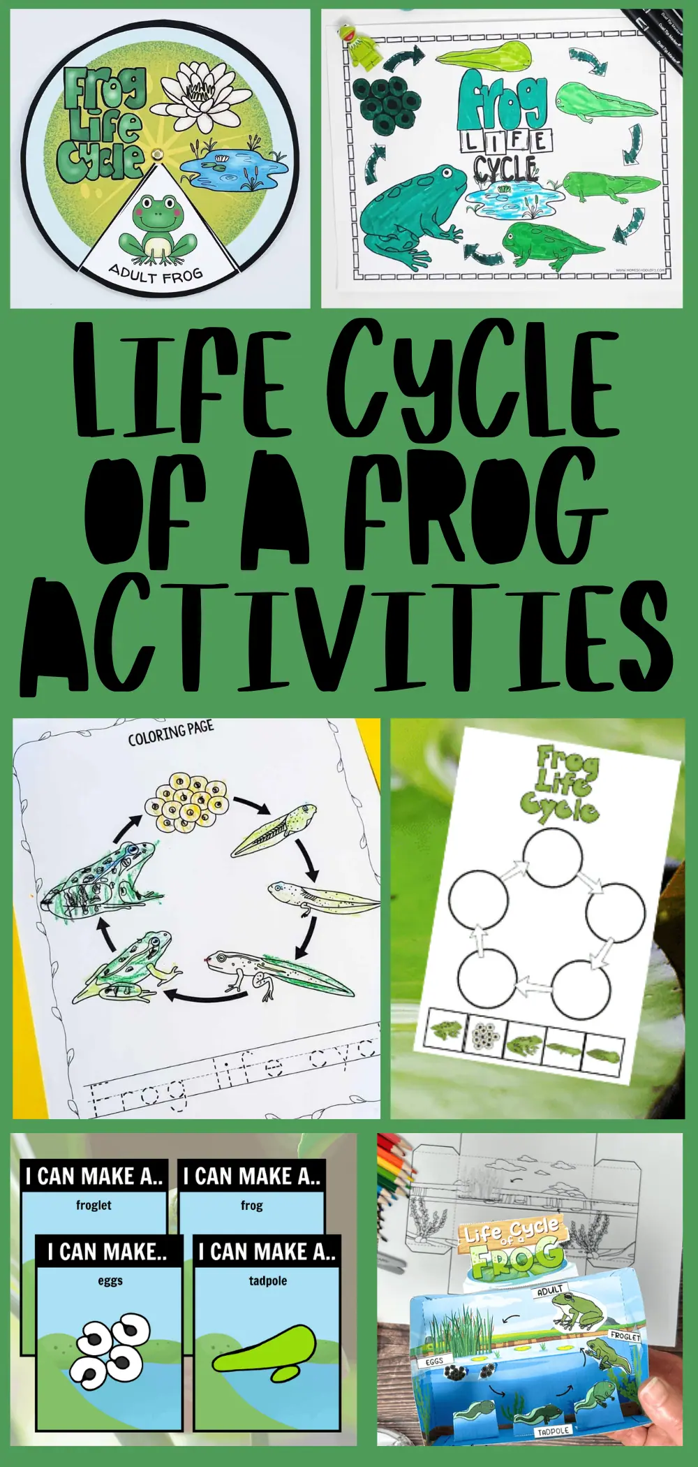 11 Fun Life Cycle of a Frog Activities