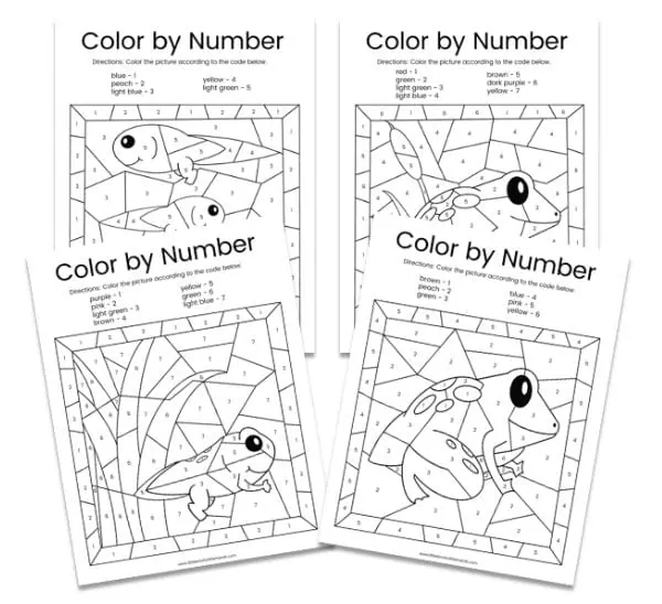 Engaging Life Cycle of a Frog Activities for Kids