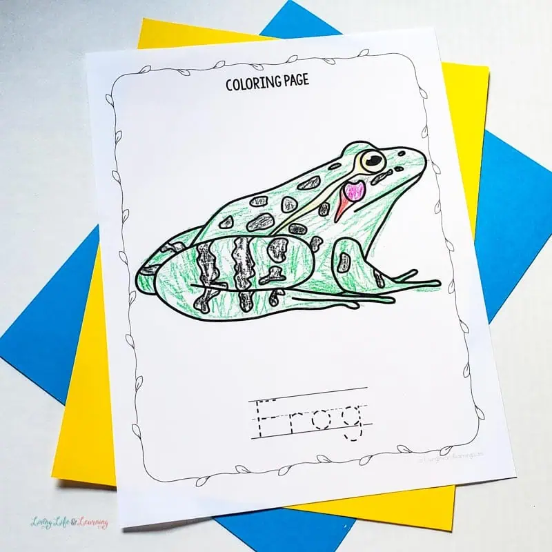 Engaging Life Cycle of a Frog Activities for Kids