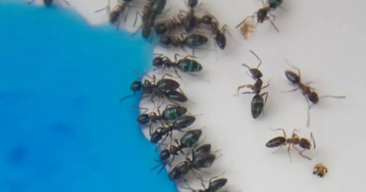 12 Free Ant Activities for Kindergarten