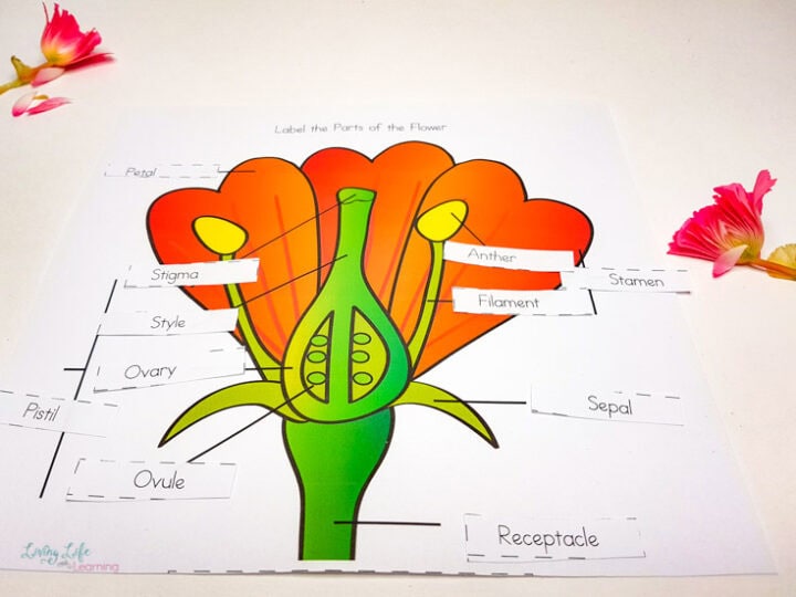 22 Free Plant Worksheets for Kids
