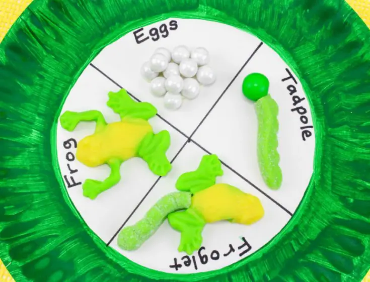 Engaging Life Cycle of a Frog Activities for Kids