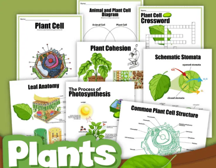 22 Free Plant Worksheets for Kids