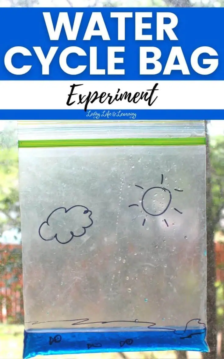 Fun Water Cycle Activities for Kids