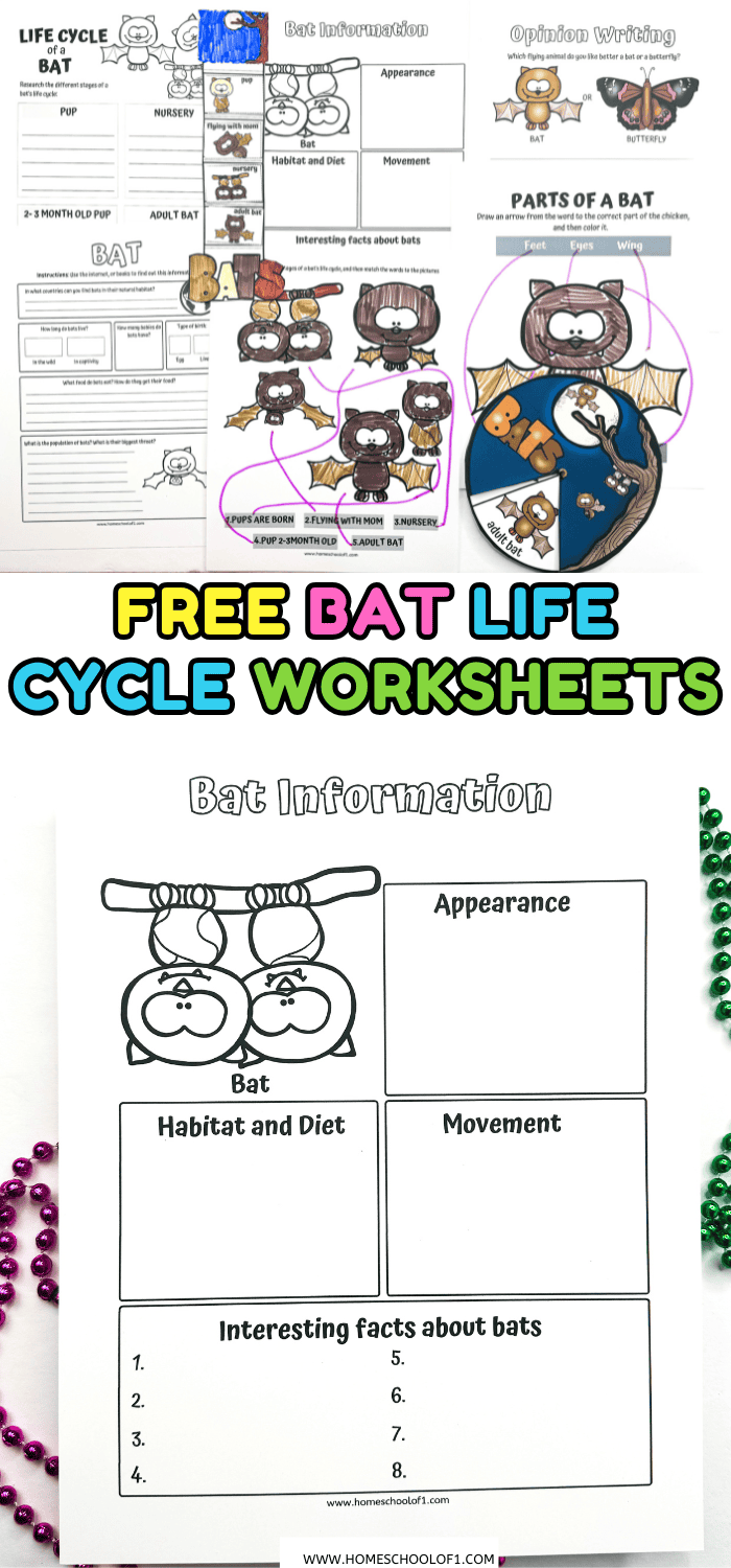 Free Bat Life Cycle Worksheet For Kids