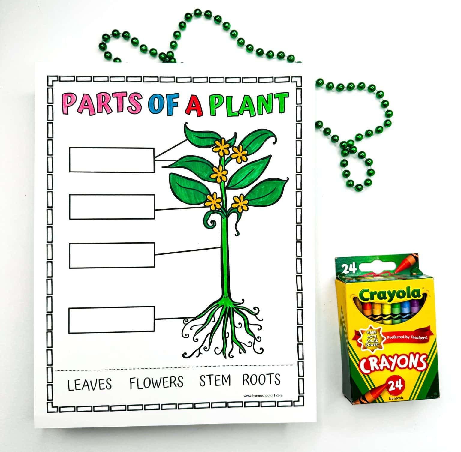 Free Parts of a Plant Worksheet