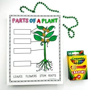 Free Parts of a Plant Worksheet