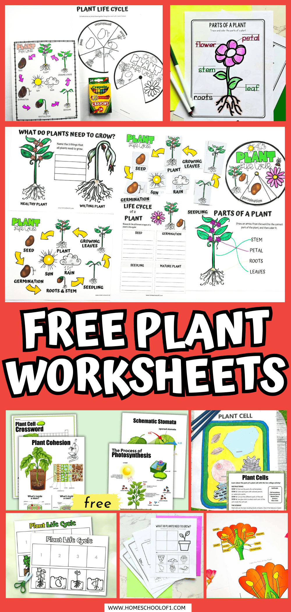 22 Free Plant Worksheets for Kids