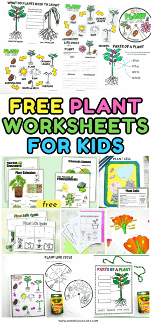 22 Free Plant Worksheets for Kids