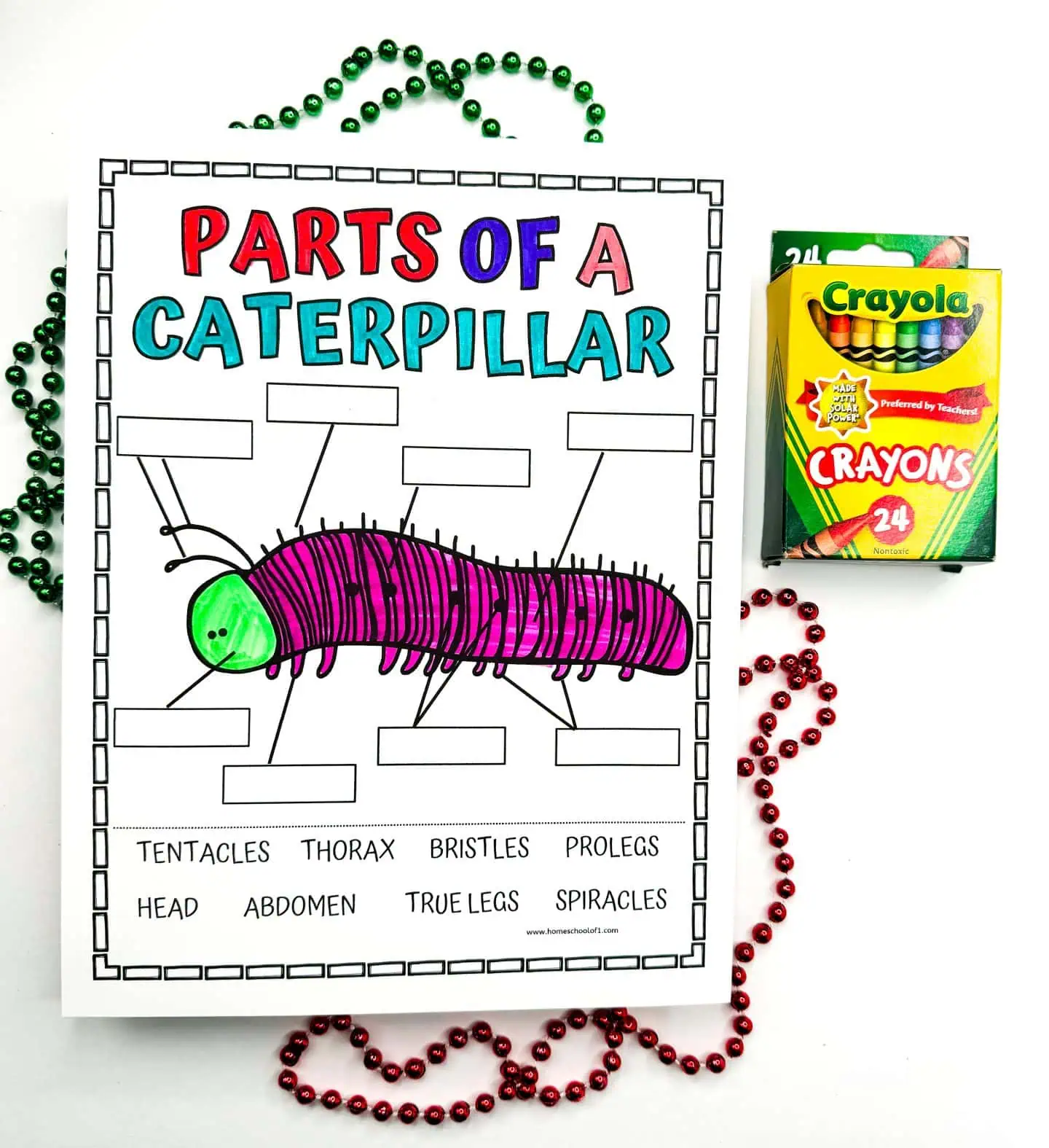 Free Parts of a Caterpillar Worksheet