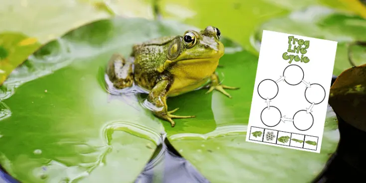 11 Fun Life Cycle of a Frog Activities
