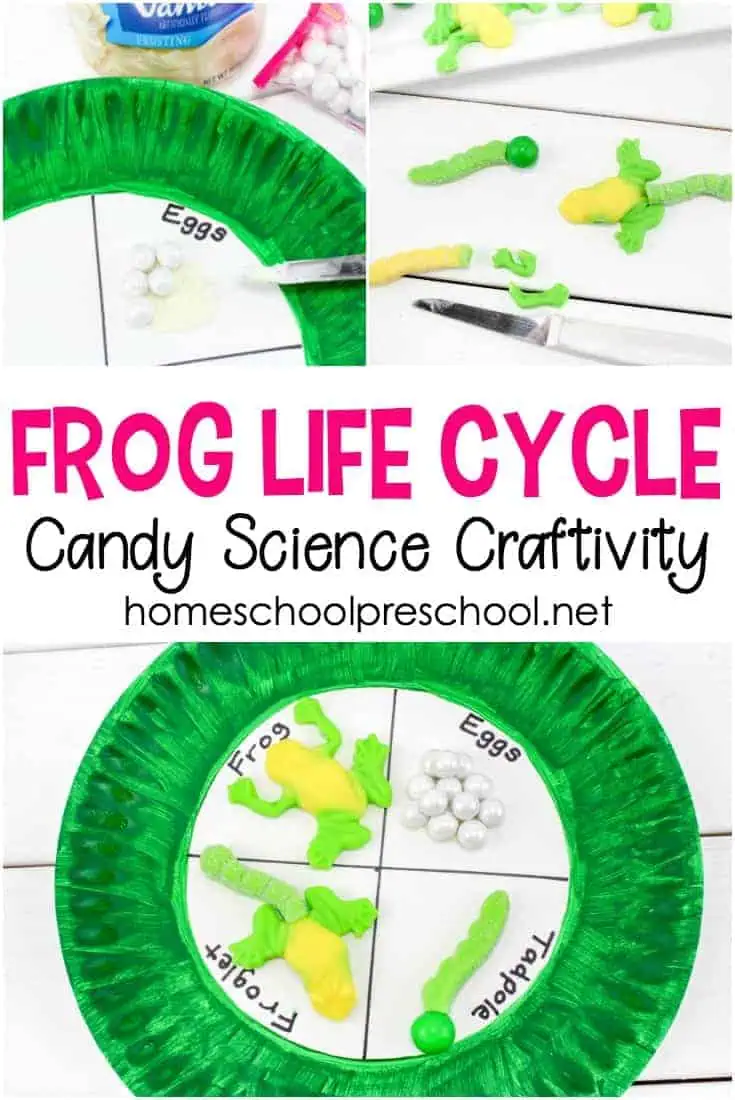 11 Fun Life Cycle of a Frog Activities
