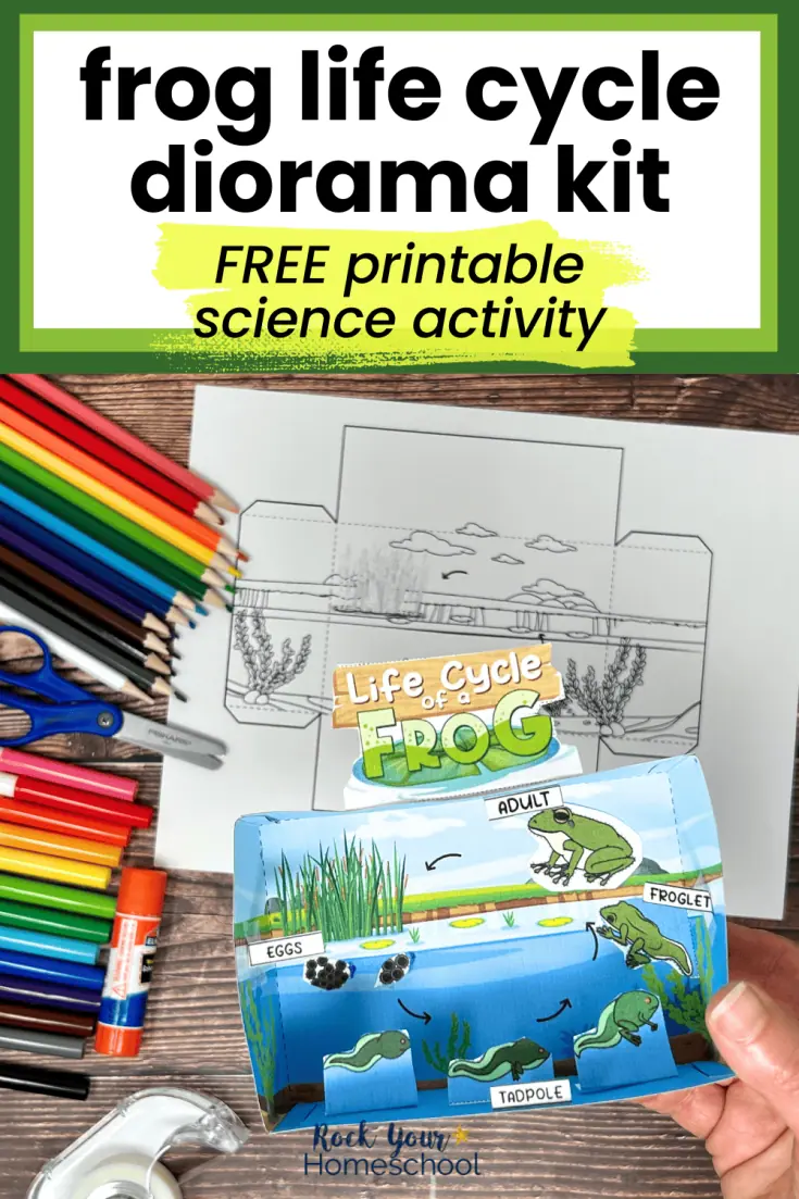 11 Fun Life Cycle of a Frog Activities