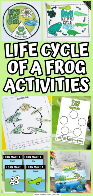 Engaging Life Cycle of a Frog Activities for Kids