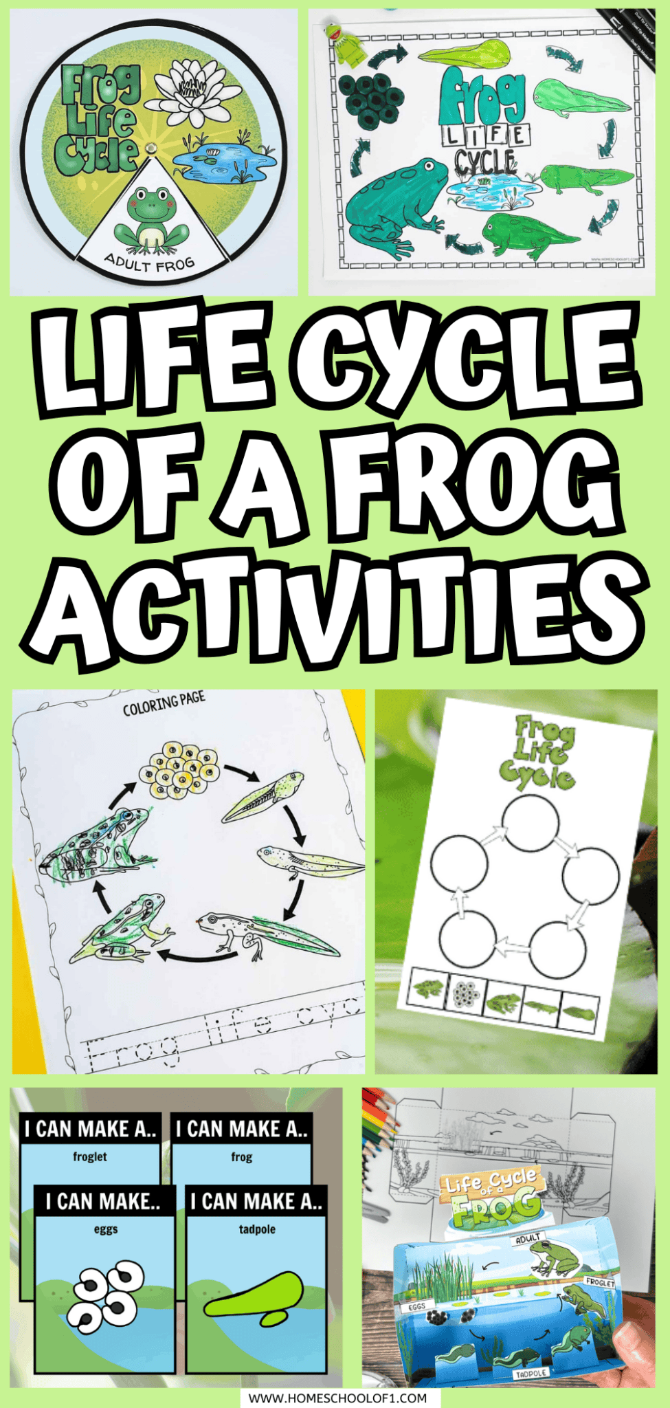 Engaging Life Cycle of a Frog Activities for Kids