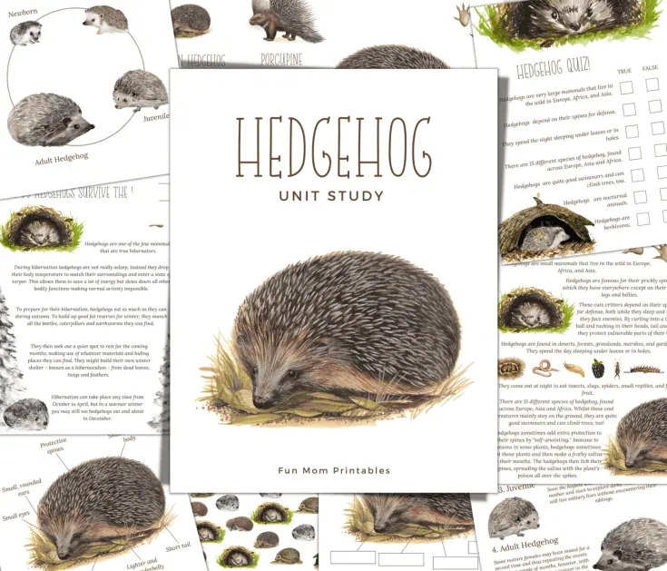 11 Hedgehog Worksheets For Learning Fun!