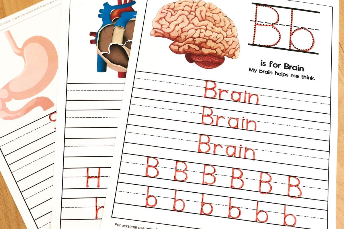 Free Printable Anatomy Worksheets