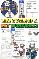 Free Bat Life Cycle Worksheet For Kids