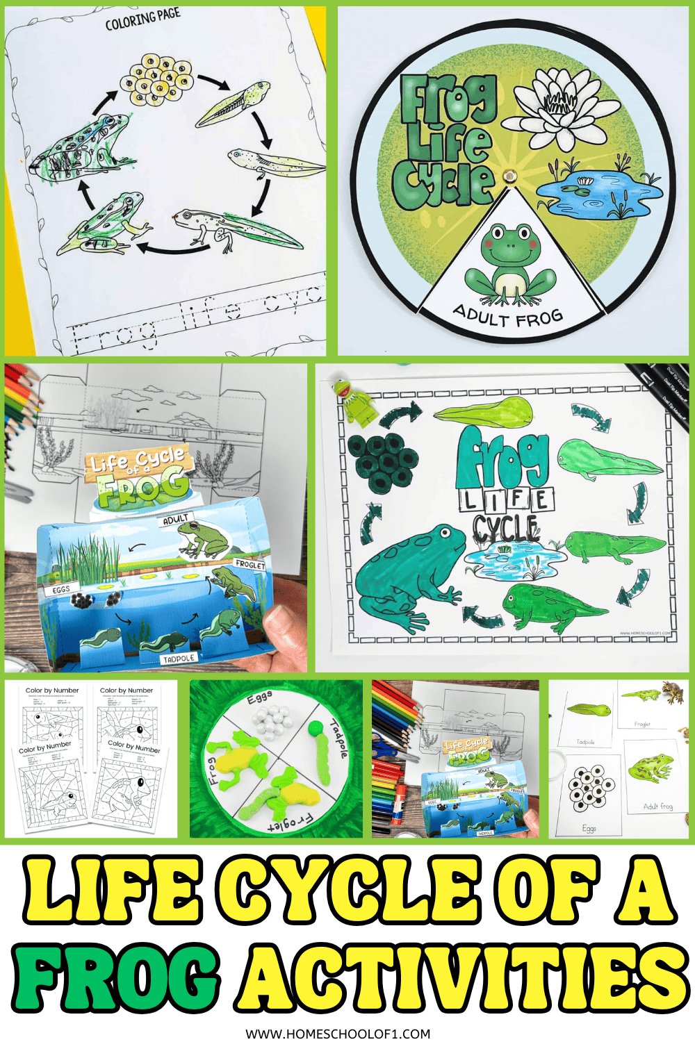 Engaging Life Cycle of a Frog Activities for Kids