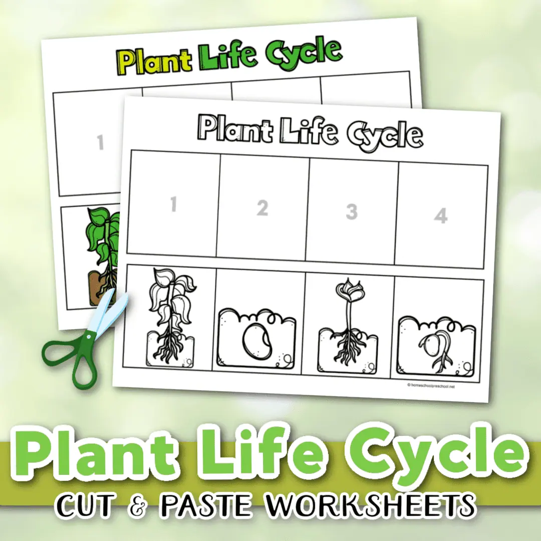 22 Free Plant Worksheets for Kids
