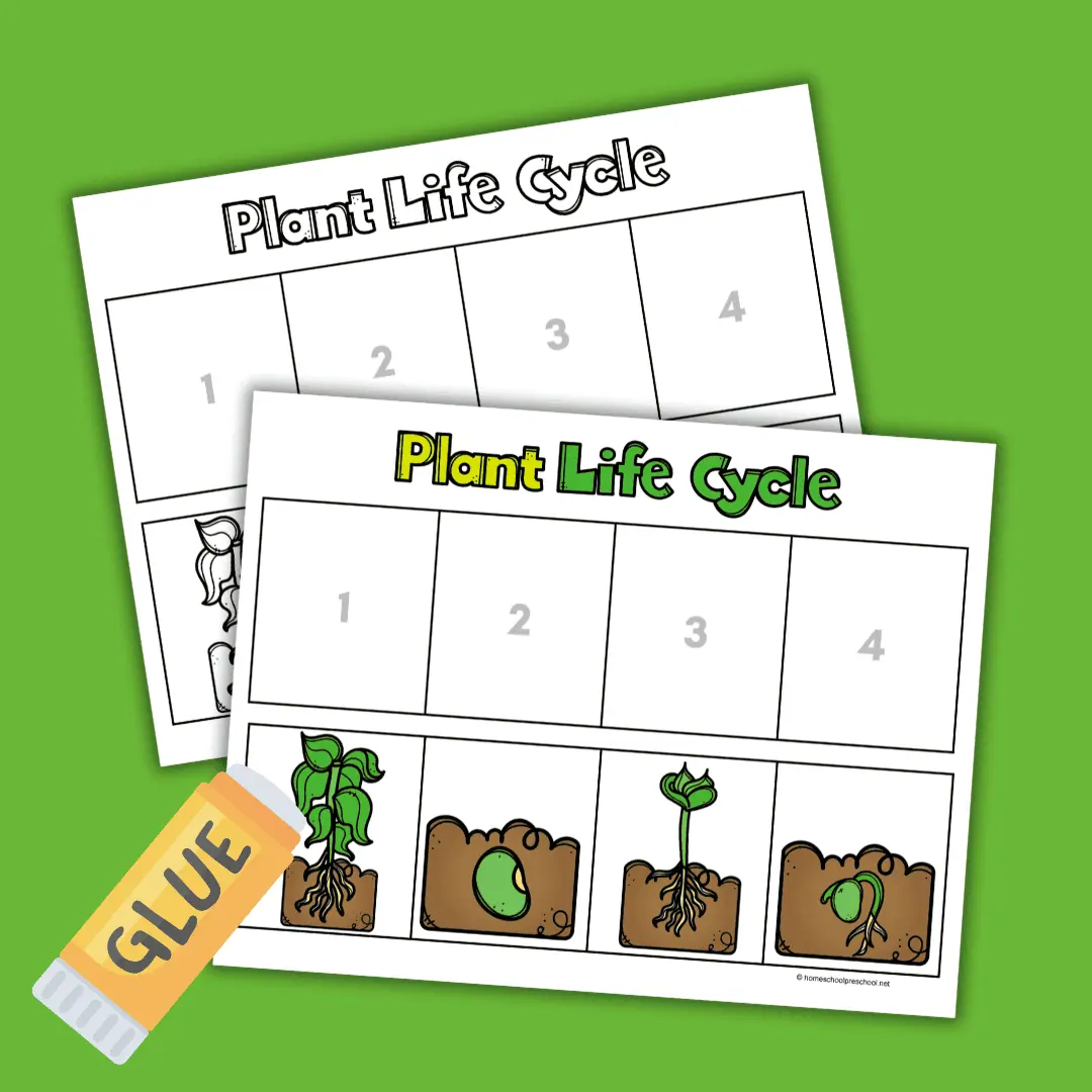 22 Free Plant Worksheets for Kids