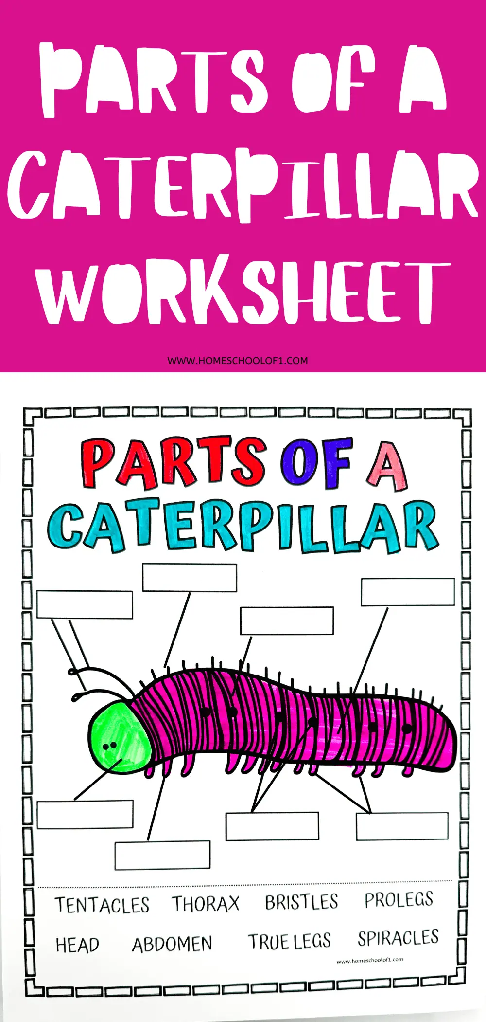 Free Parts of a Caterpillar Worksheet