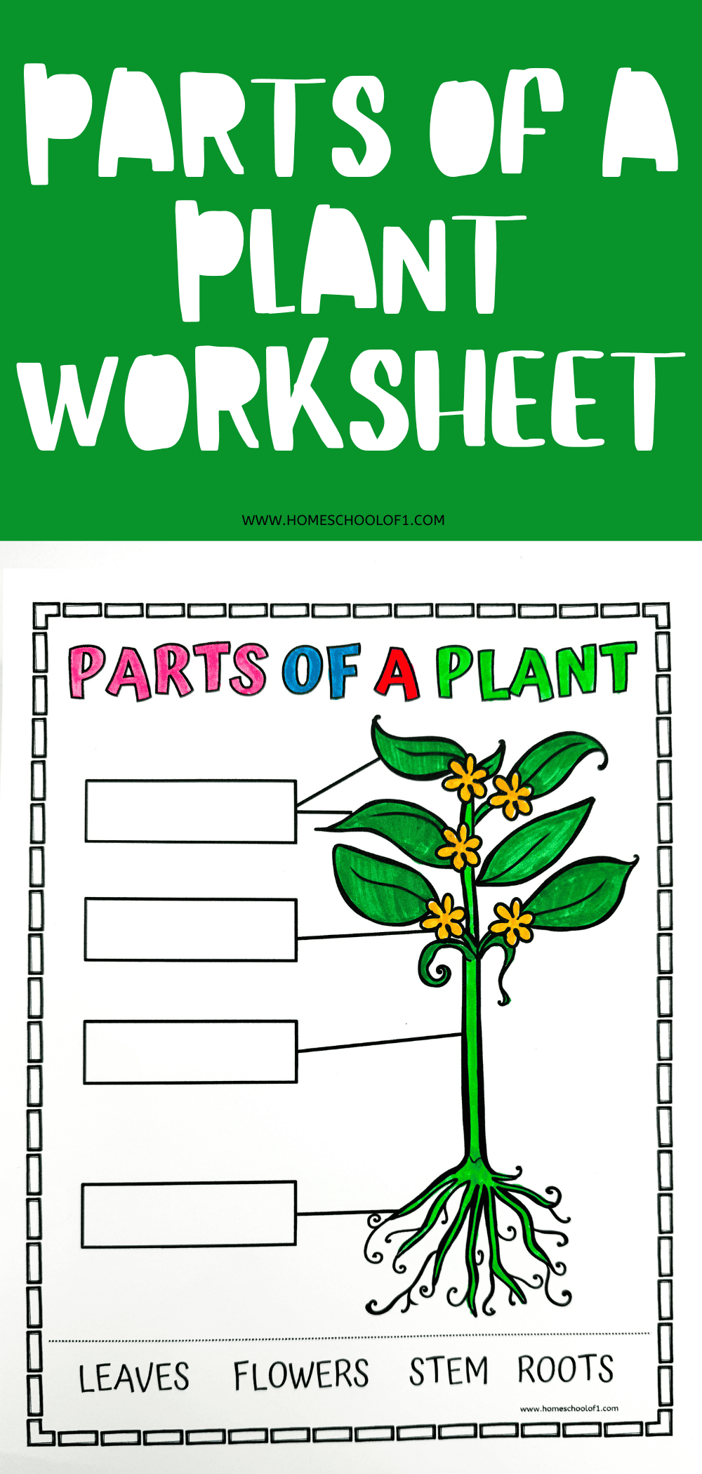 Free Parts of a Plant Worksheet