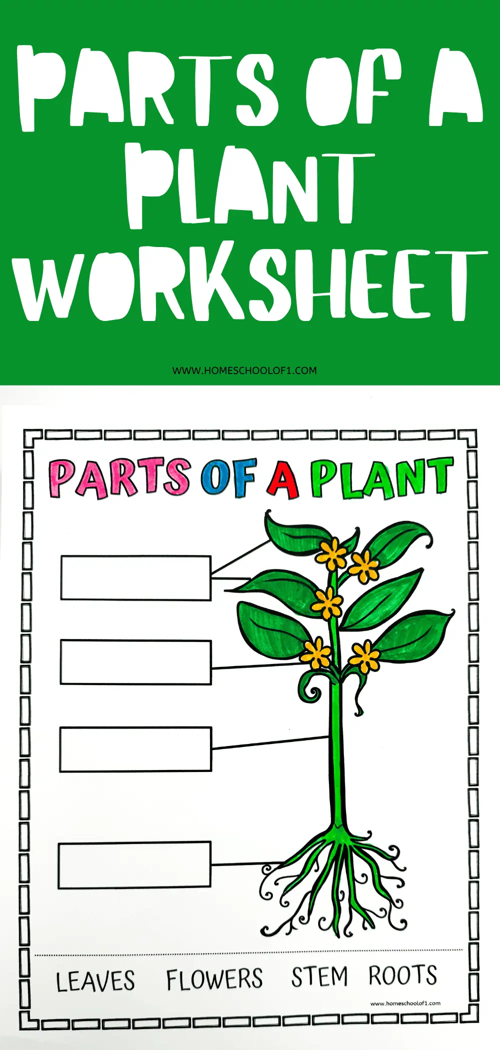 Free Parts of a Plant Worksheet